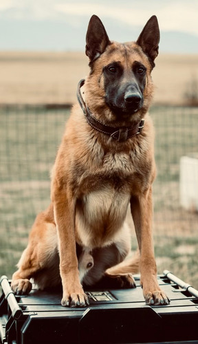 Executive Protection Dog | Altitude K9 Services