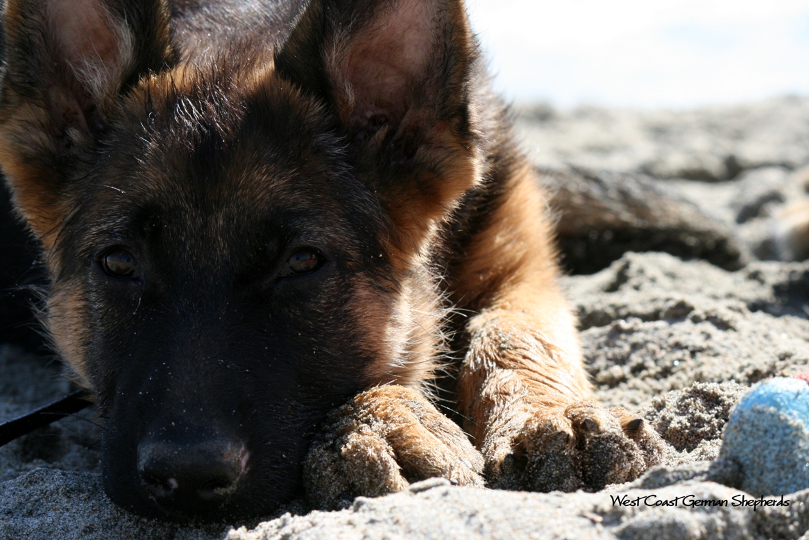 The Challenges of a GSD by Laurie Ellis