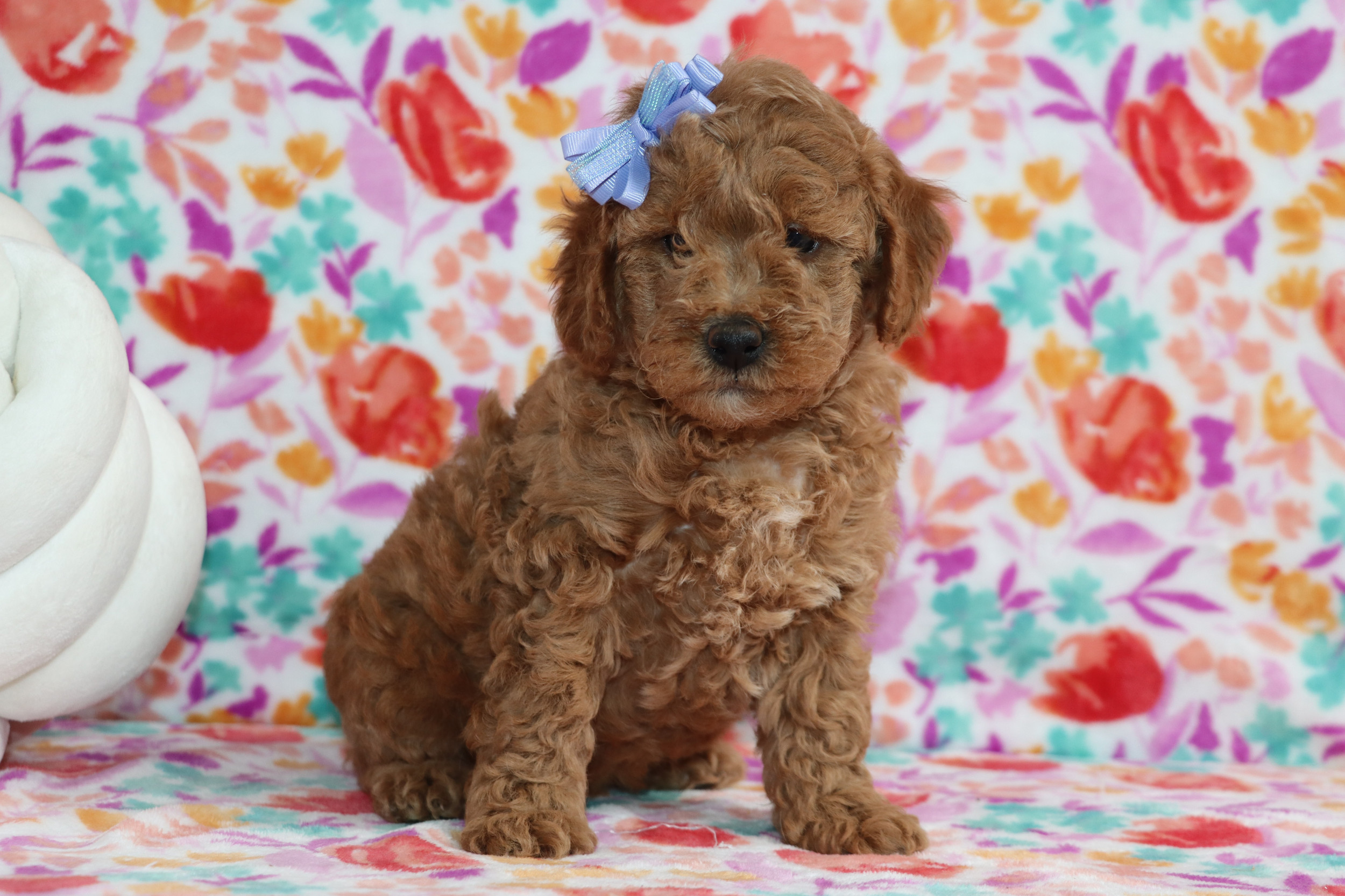Mini Goldendoodle Puppies | Pawprint Companions | Indiana