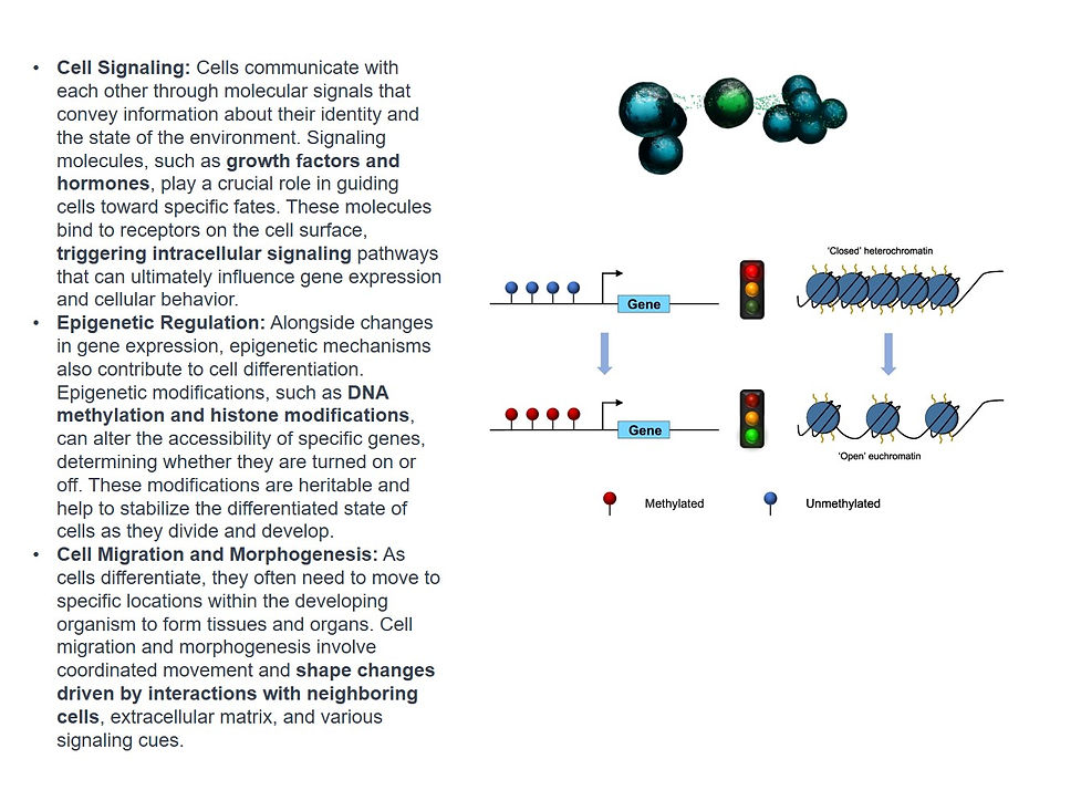 A2.2 Cell structure | Ibdpbiology2023