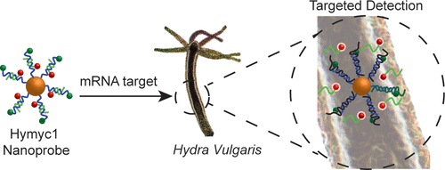 Hydra Vulgaris found in the Covid Shot