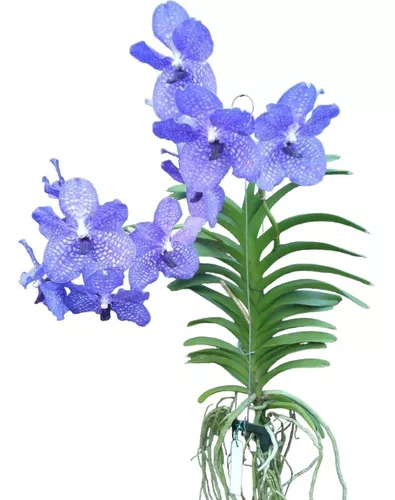 Vanda tonos azul claro | Queen Bee