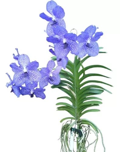 Vanda tonos azul claro | Queen Bee