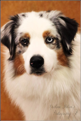 Confetti | Artemisia Aussie