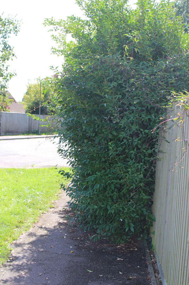 Overgrown Bushes and Hedges