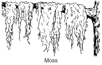 Moss Busters BC