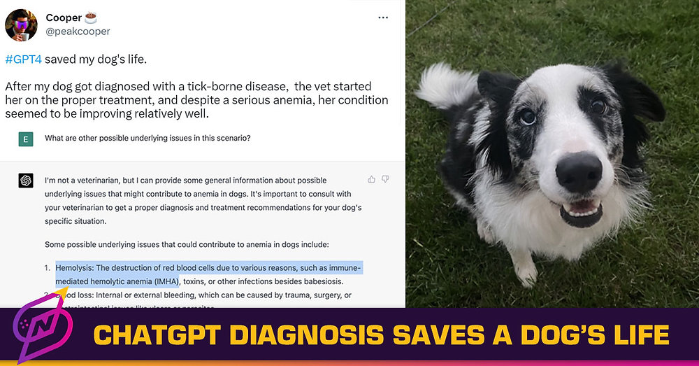 Man claims ChatGPT saved his dog's life after AI accurately diagnose ...
