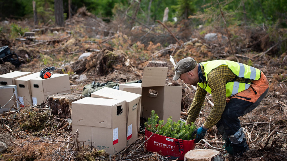 Metsä Group and forest owners have planted 270 million trees in a decade