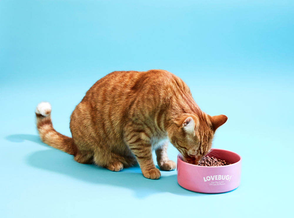 Lovebug, the UK’s first 100% insect based cat food