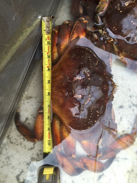 A big one