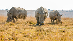 Cradle Moon | Lakeside Game Lodge
