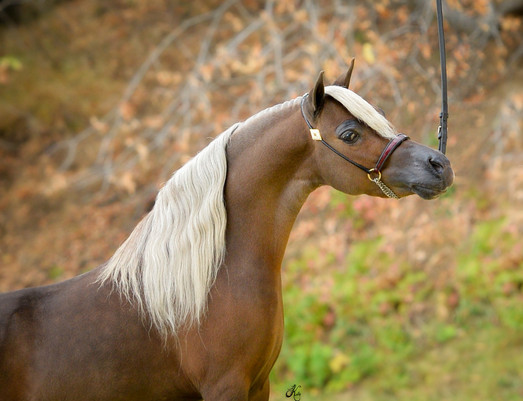 AMHA | Marketplace | Stallion Directory