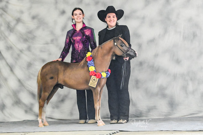 AMHA | Shows | Regional Championship