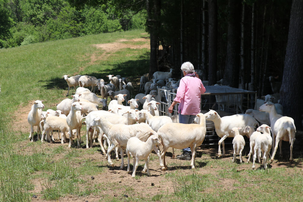 St. Croix Hair Sheep & Their Playful Lambs