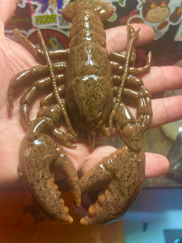 7” Giant Craw *Earthworm Pepper | Brainsbaits