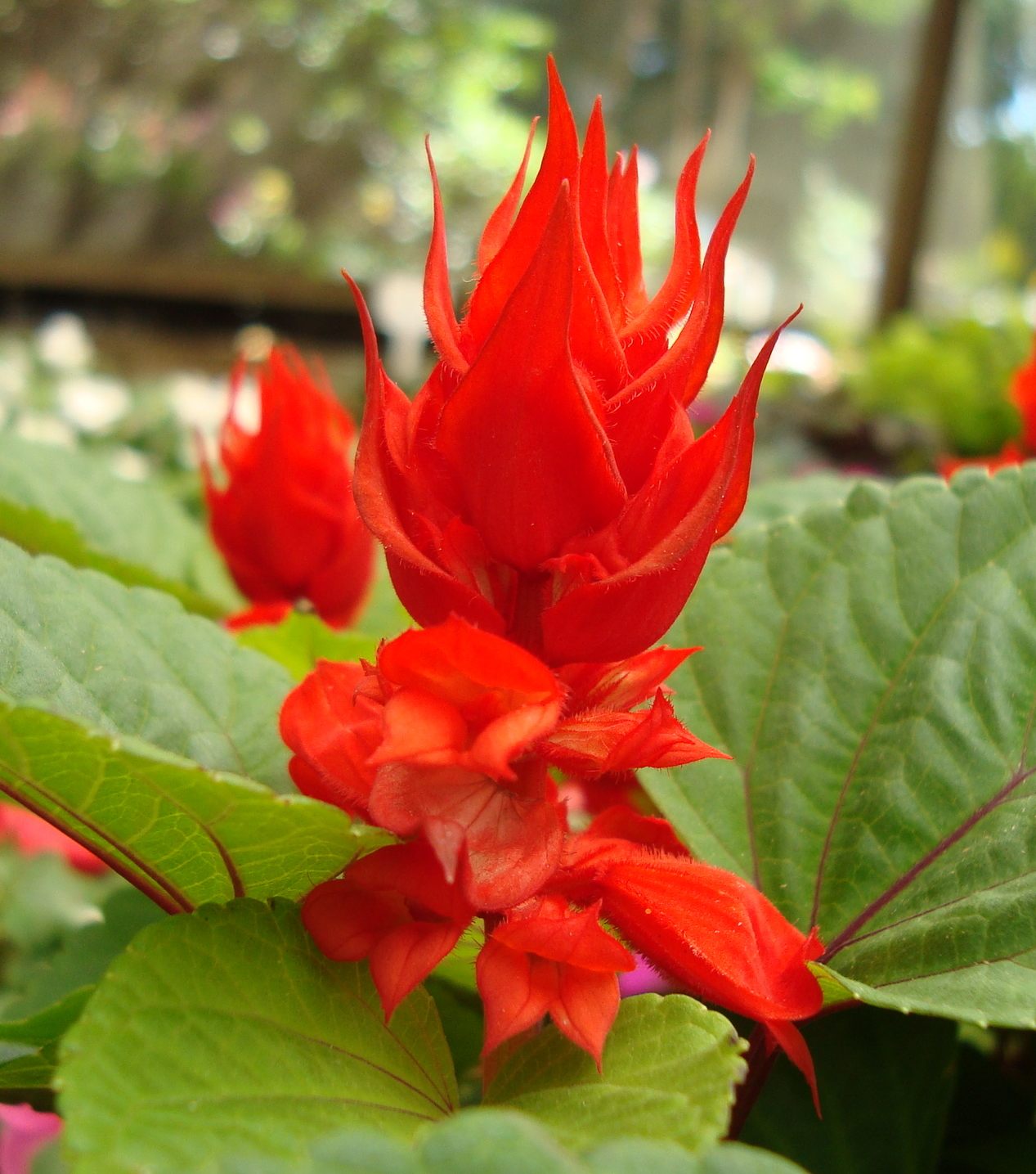 Valiflora Floricultura e Paisagismo