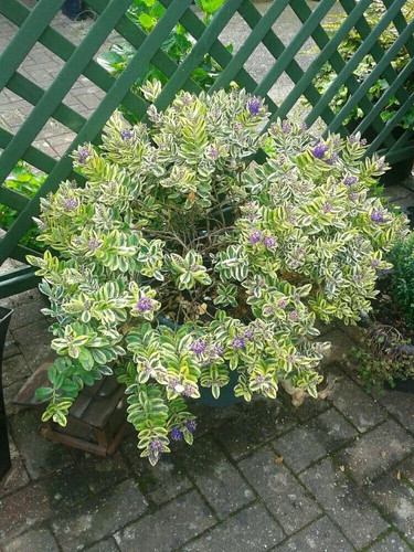 Жимолость Вариегата китайская шапочная (Lonicera pileata variegata ...