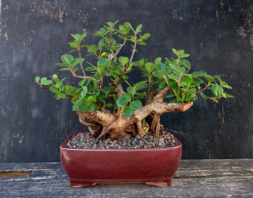 Ficus Green Island (015) | Bonsaiadventure