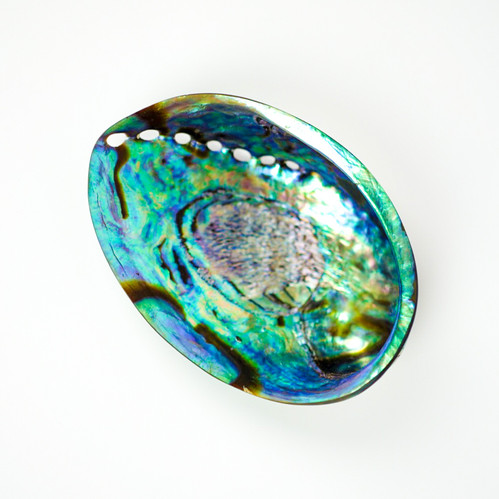 Polished Abalone Shell | Earth Aya Energy | Australia