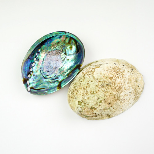 Unpolished Abalone Smudge Shell | Earth Aya Energy | Australia