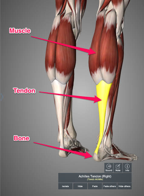 MUSCLE / TENDON INJURY