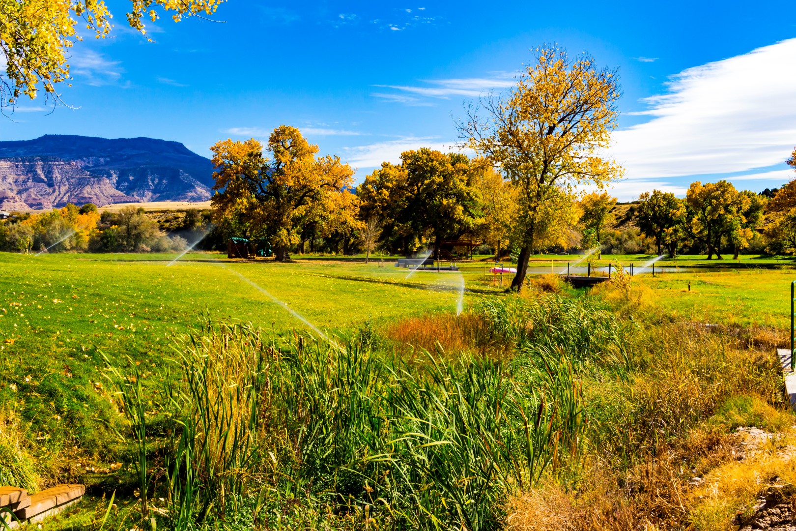 Palisade Peaches | Taylor Farm and Ranch | Palisade Colorado
