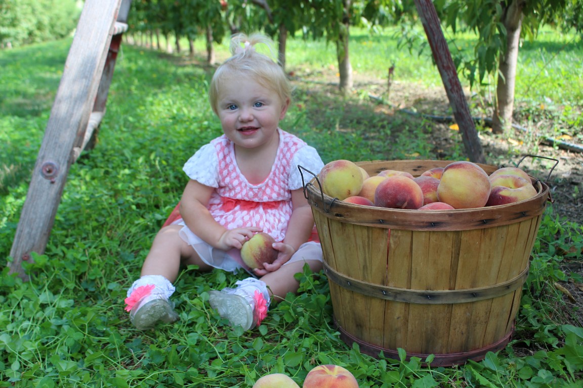 Palisade Peaches | Taylor Farm and Ranch | Palisade Colorado