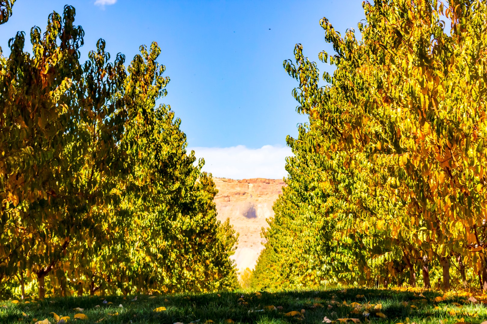 Palisade Peaches | Taylor Farm and Ranch | Palisade Colorado