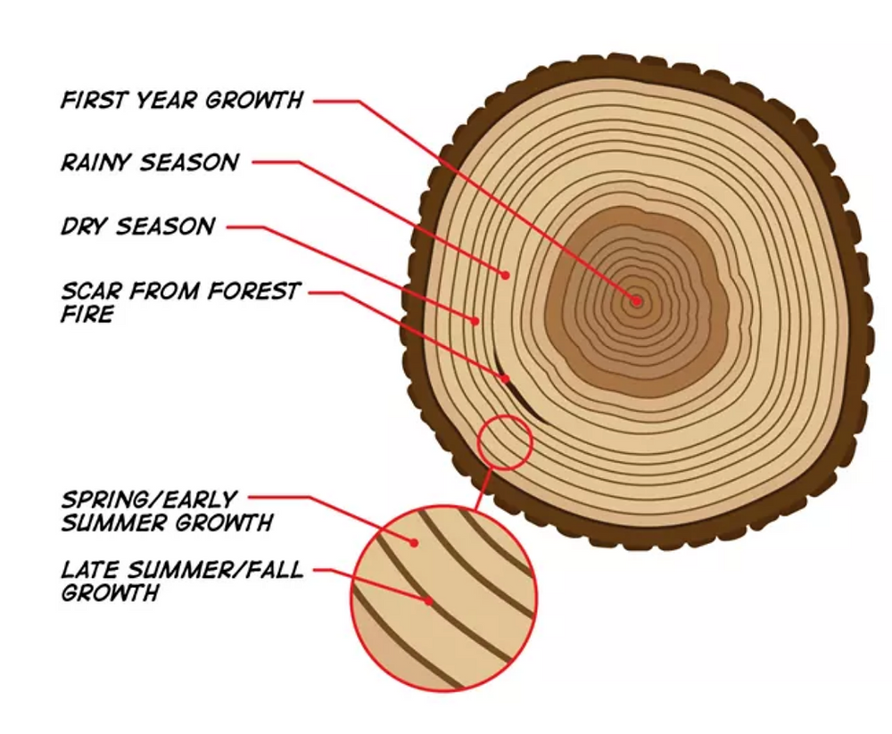 Measuring tree rings