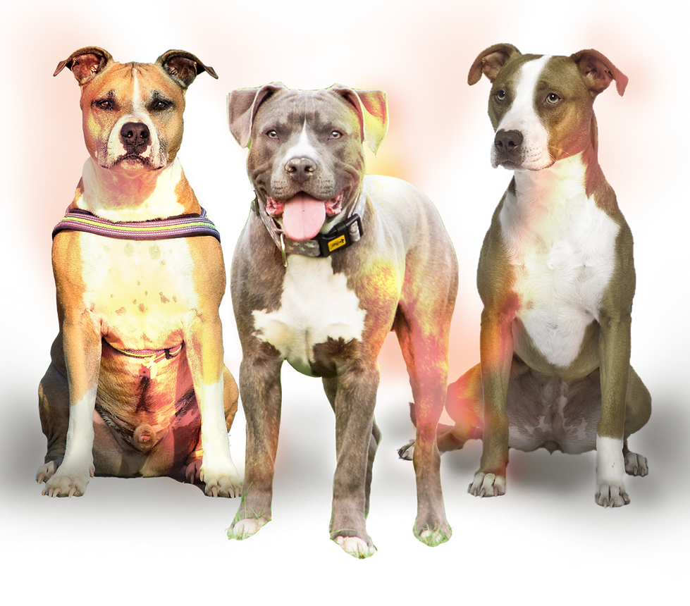 Custom Dog Kennels | Alcatrazcustompetpods | United States