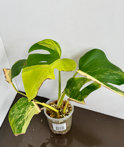 Monstera Borg Aurea Variegated | Leaves of Garden