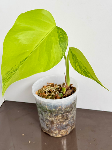 Monstera Borg Aurea Variegated | Leaves of Garden