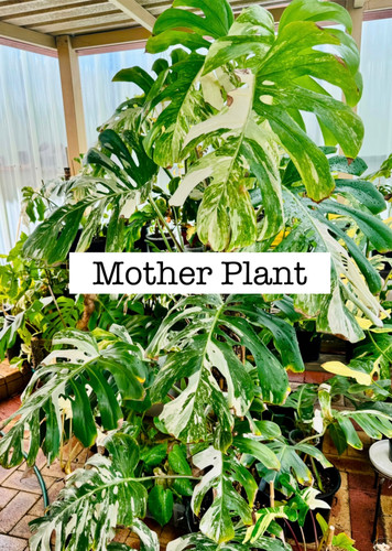 Monstera Albo Borg Large Form Variegated | Leaves of Garden