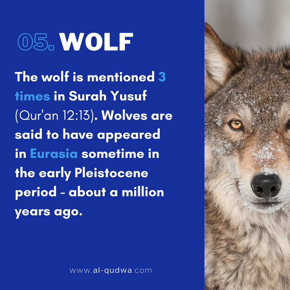 7 Animals Mentioned in the Qur'an