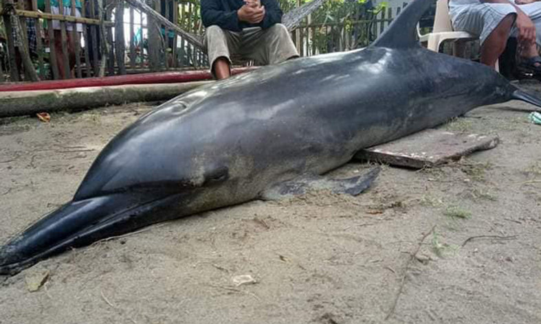 Patay na dolphin, natagpuan sa Capiz Patay na dolphin, natagpuan sa Capiz