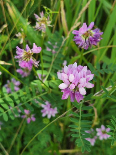 Crown Vetch | Northeast Wildflower