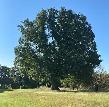 Rose Vale Park | Heald Green Heritage