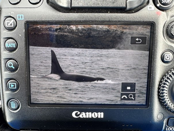 Killer and Humpback Whale Sighted