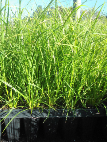 Rautahi | Pae Tu Mokai