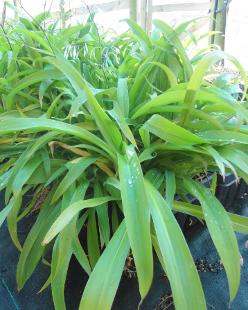 Renga renga | Pae Tu Mokai