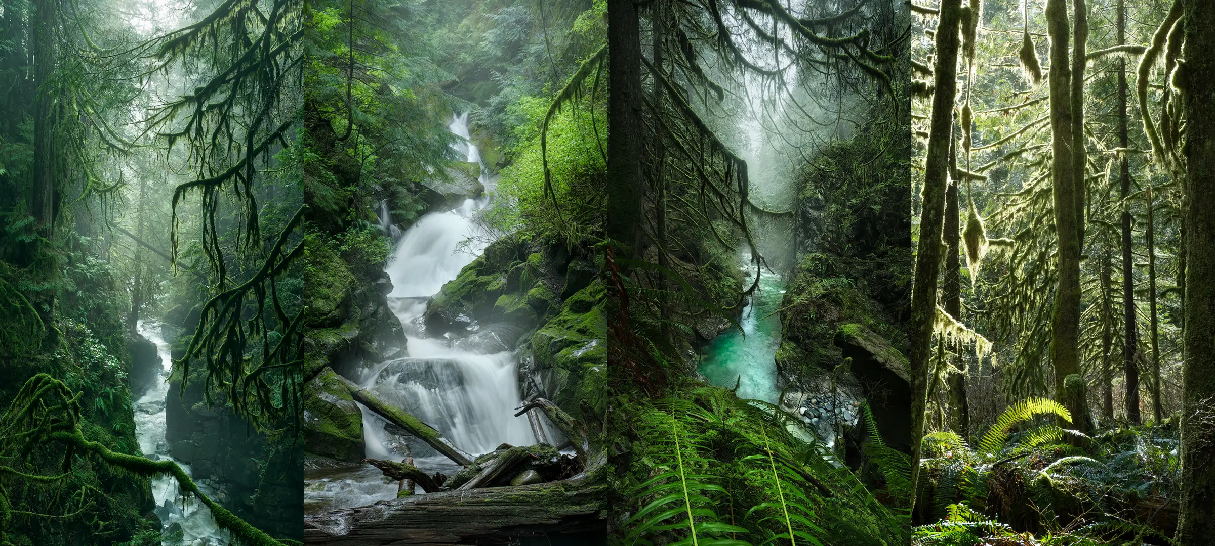 Tristan Todd Photography - Forest Photography Course