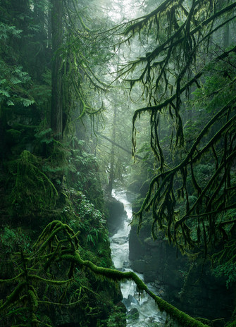 Tristan Todd Photography - Forest Photography Course