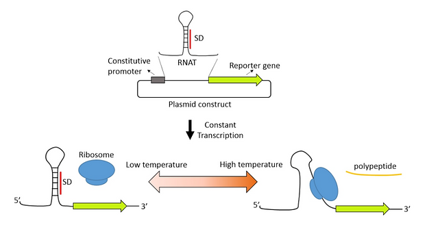 Synthetic Minimal Cells | bio