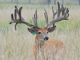 Home | Illinois Dominant Bucks
