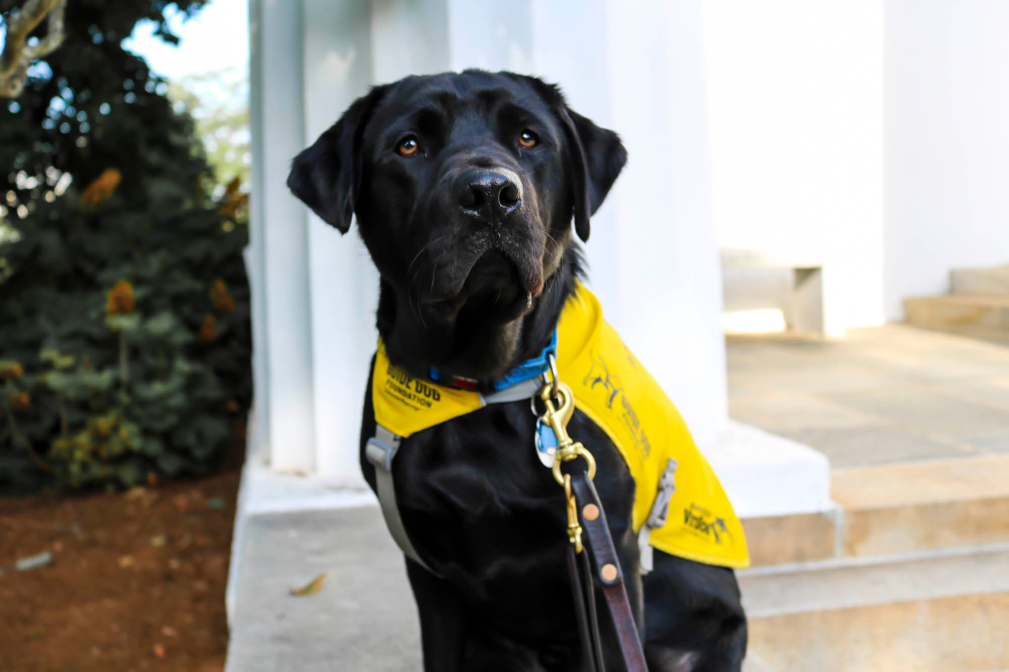 Puppy Raiser Org Profiles Guide Dog Foundation for the Blind (GDF)