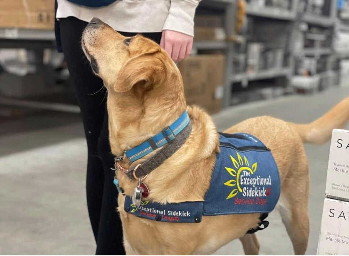 Puppy Raiser Org Profiles The Exceptional Sidekick Service Dogs