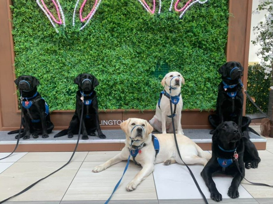 Puppy Raiser Org Profiles NEADS World Class Service Dogs