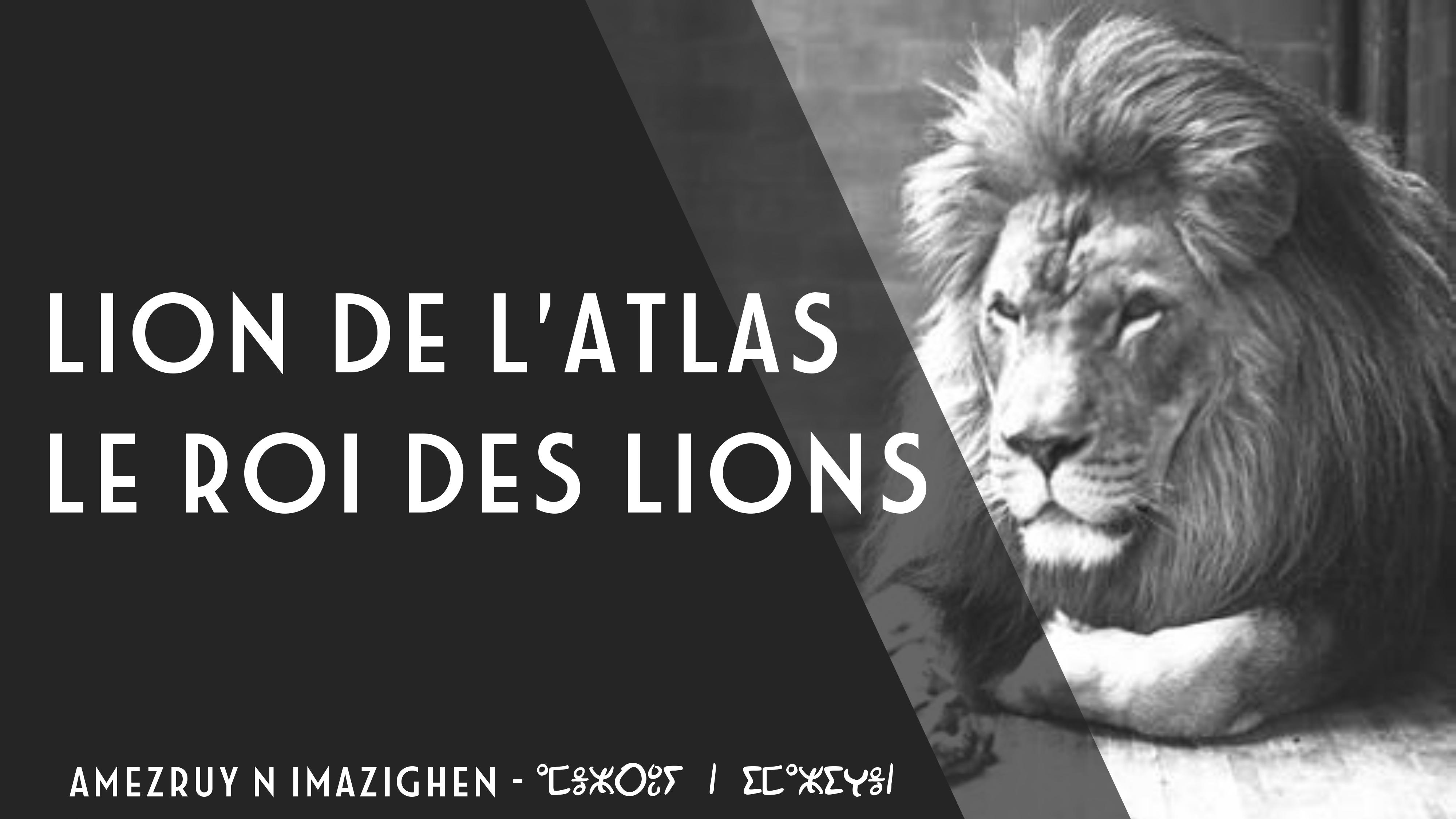 Lion de l'Atlas | Histoire des Berbères