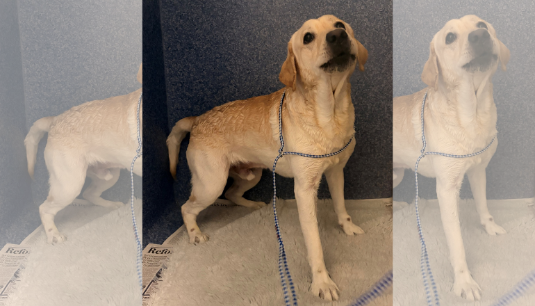 Mystery Labrador Found Alone On Roedean Undercliff As Police Appeal For ...