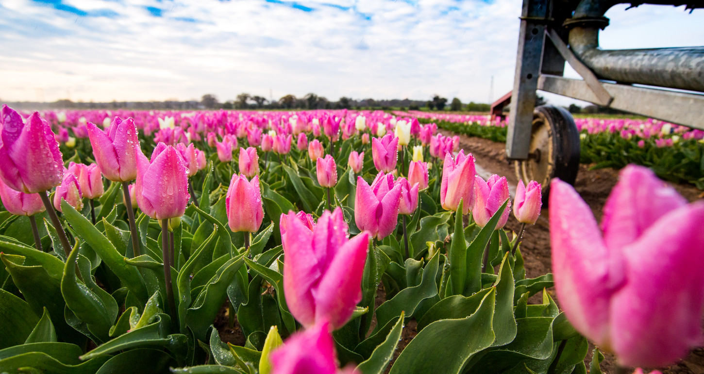 Norfolk Tulips | King's Lynn, Norfolk